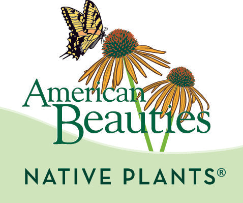 American Beauties Native Plants