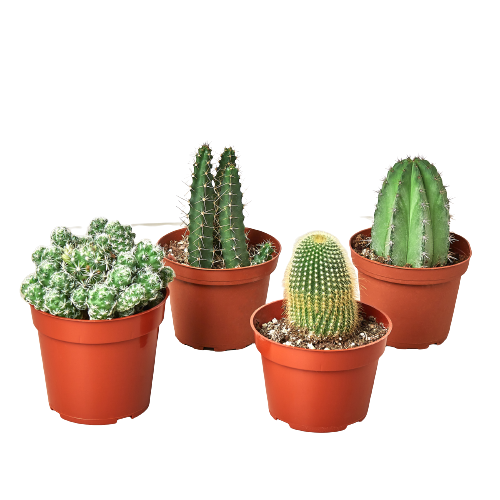 4 Cacti Variety Pack - 4.0" Pot — The Gardeners' Choice