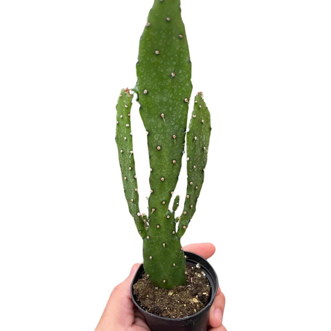 Drooping Prickly Pear Cactus — The Gardeners' Choice
