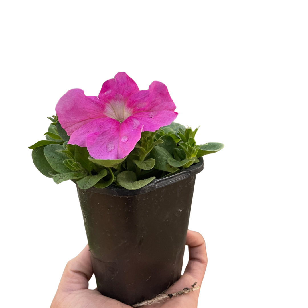 Petunia — The Gardeners' Choice