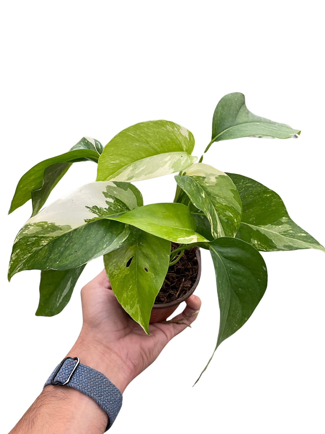 Pothos 'Albo Variegata' — The Gardeners' Choice