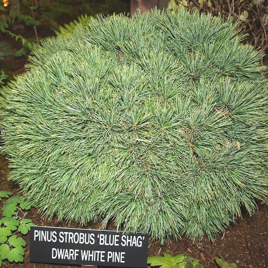 Blue Shag White Pine - Shipped — The Gardeners' Choice