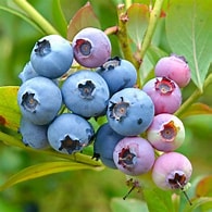 BLUEBERRY (VACCINIUM CORYMBOSUM) 'BLUE JAY` - In Store Pickup — The ...