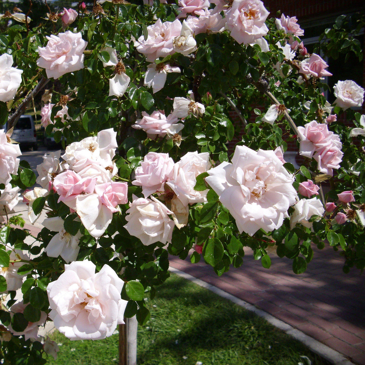 New Dawn Rose — The Gardeners' Choice