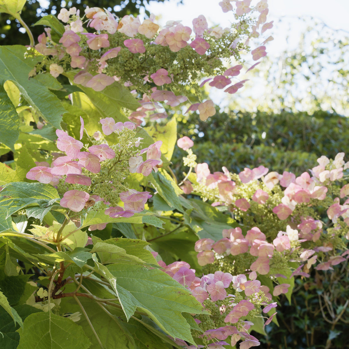 First Editions® Jetstream Oakleaf Hydrangea - Shipped — The Gardeners ...
