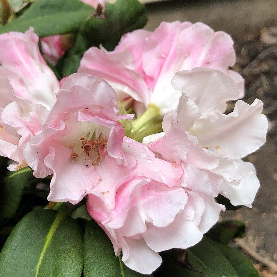 Yaku Princess Rhododendron - Shipped — The Gardeners' Choice