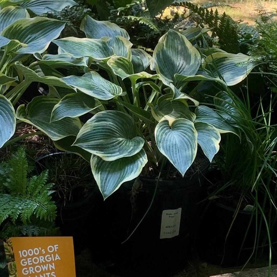 First Frost Hosta - Shipped — The Gardeners' Choice