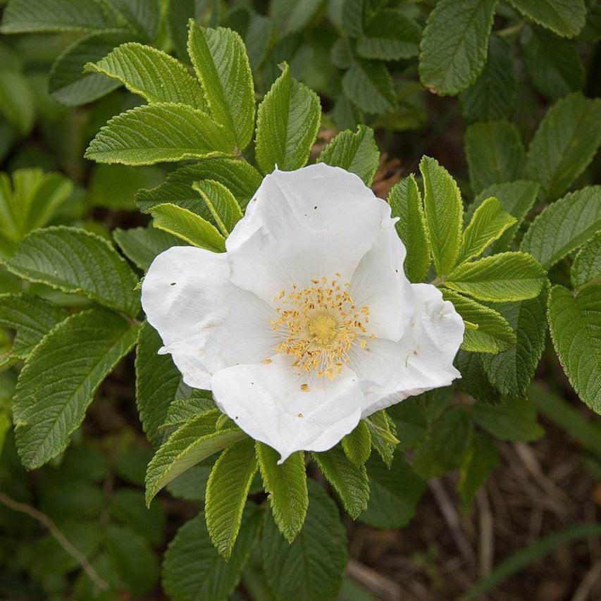 White Rugosa Rose - Shipped — The Gardeners' Choice