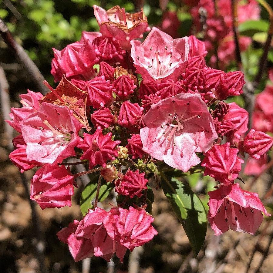 Raspberry Glow Mountain Laurel - Shipped — The Gardeners' Choice