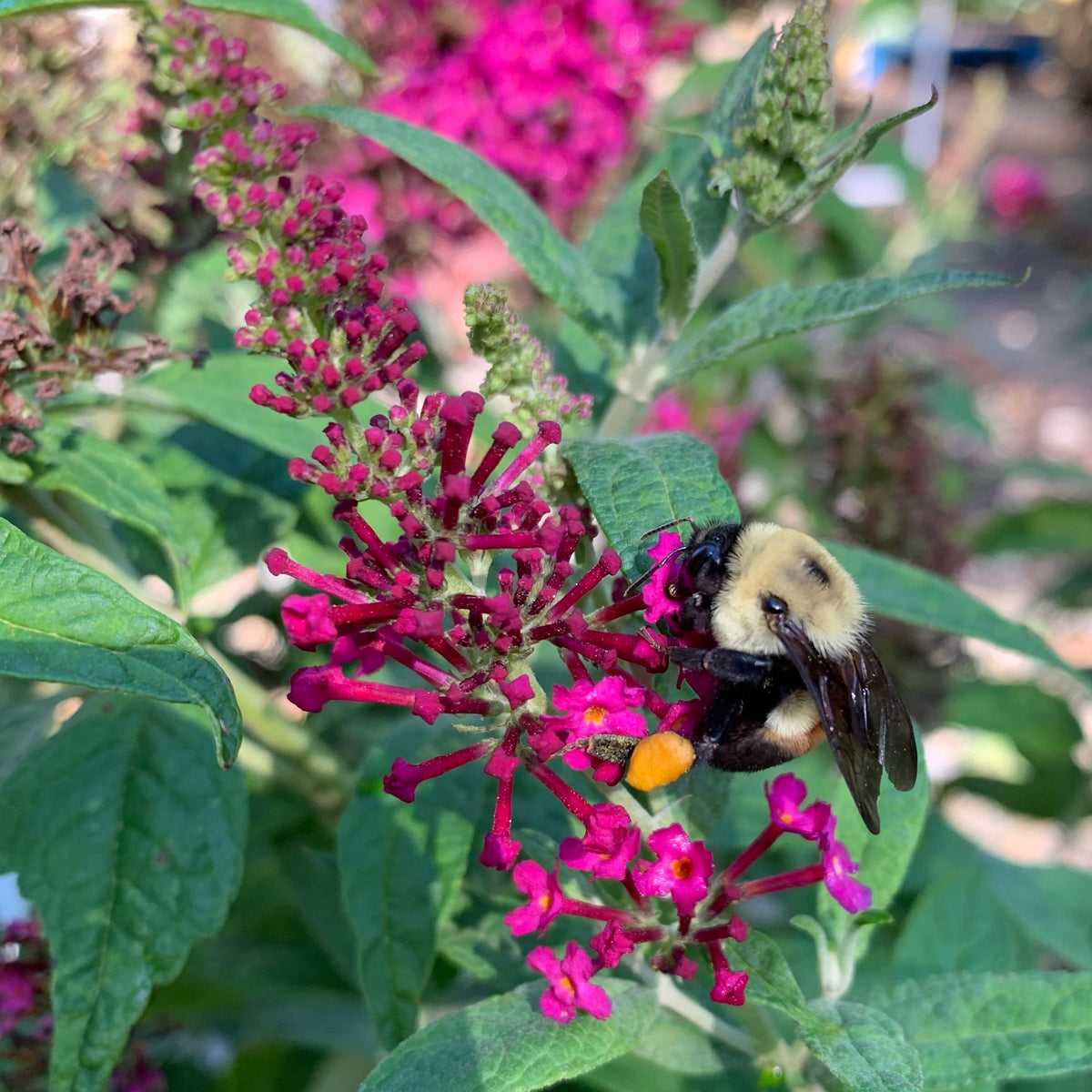 Miss Molly Butterfly Bush - Shipped — The Gardeners' Choice