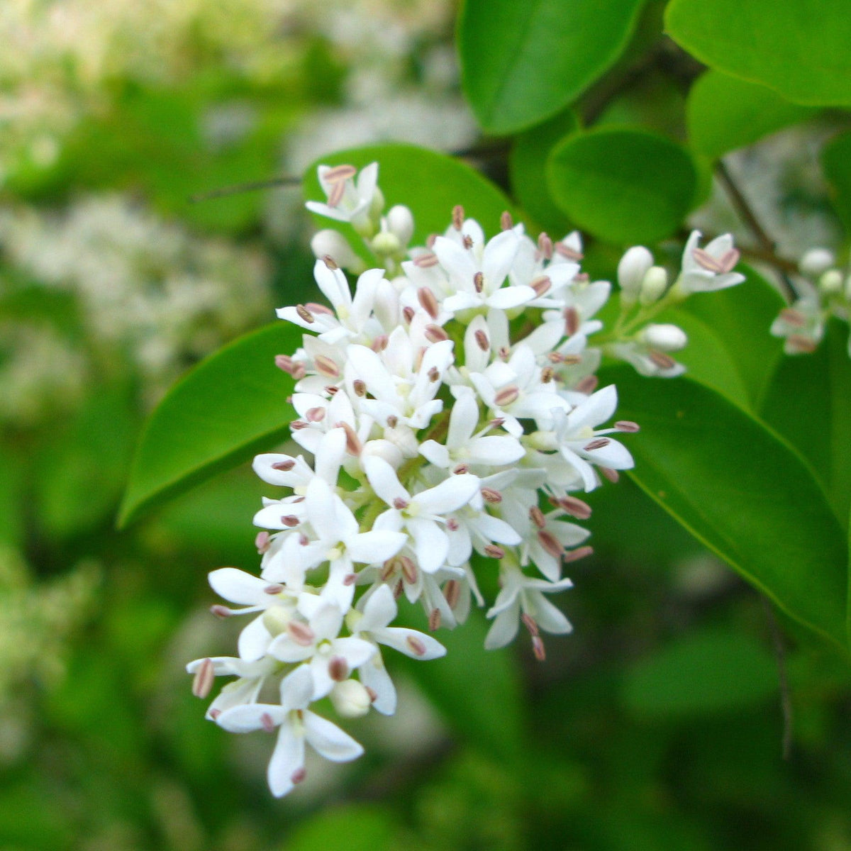 Amur Privet - Shipped — The Gardeners' Choice