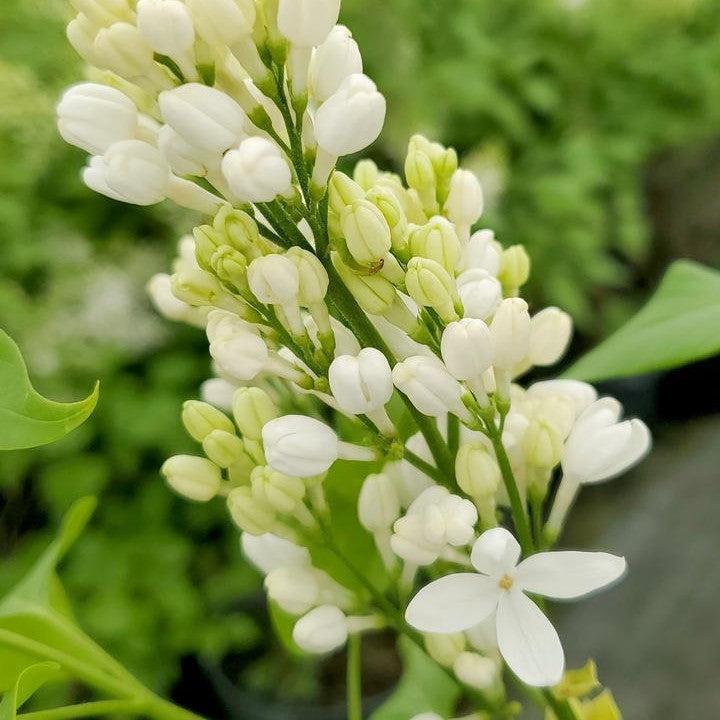 Angel White Lilac - Shipped — The Gardeners' Choice