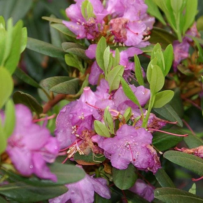 PJM Elite Rhododendron — The Gardeners' Choice