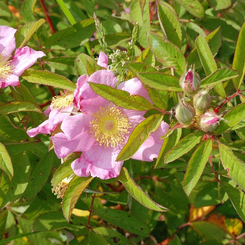 Swamp Rose - Shipped — The Gardeners' Choice