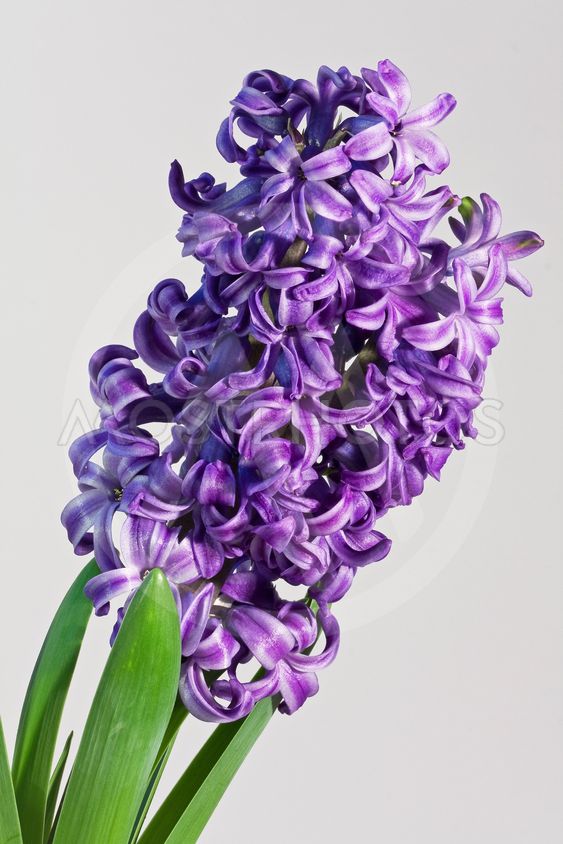 6" Hyacinth - Various Colors - In Store Pickup — The Gardeners' Choice