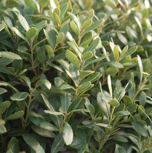 INKBERRY (ILEX GLABRA) `DENSA` - In Store Pickup — The Gardeners' Choice